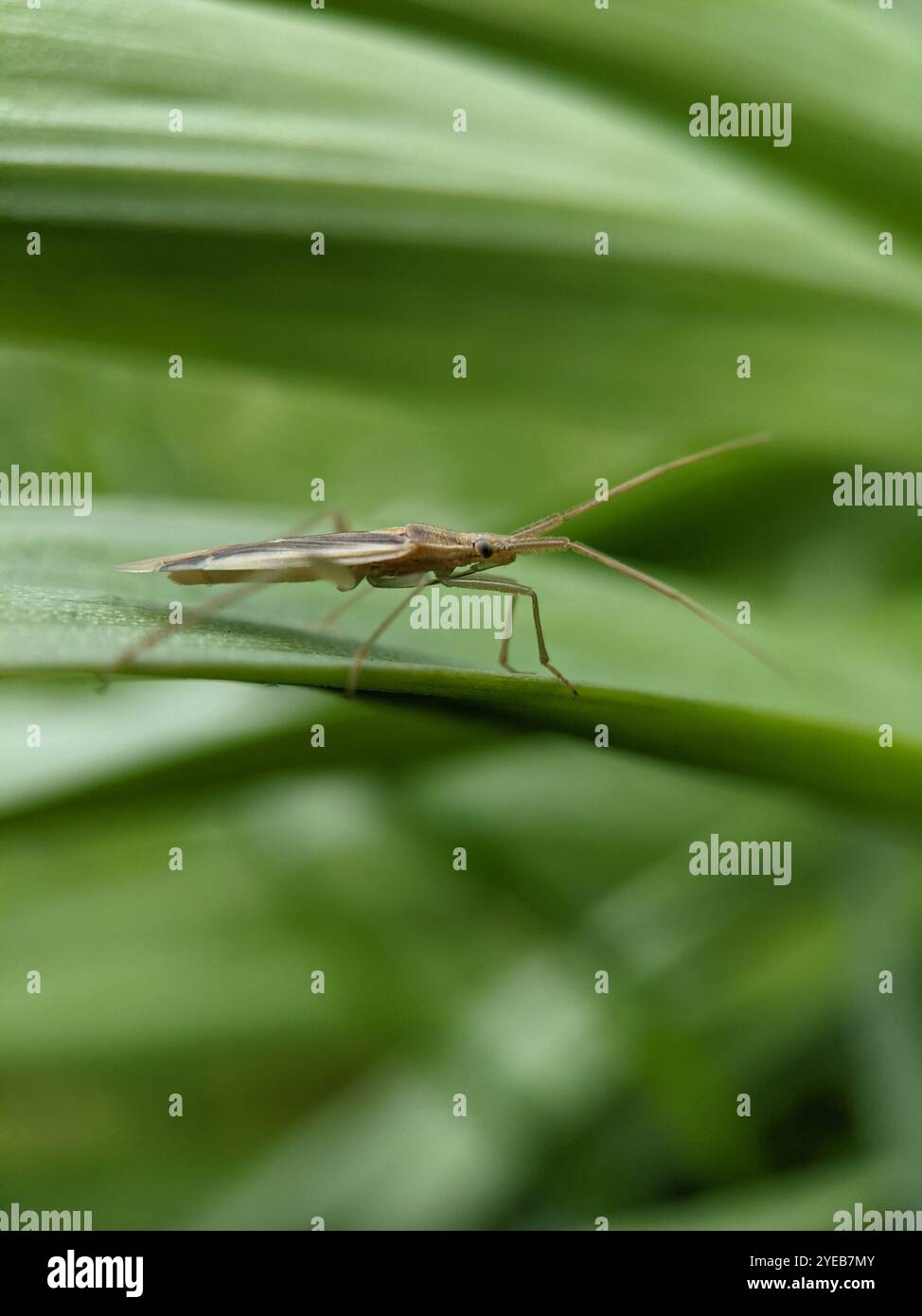 Grass bug (Stenodema laevigata Stock Photo - Alamy