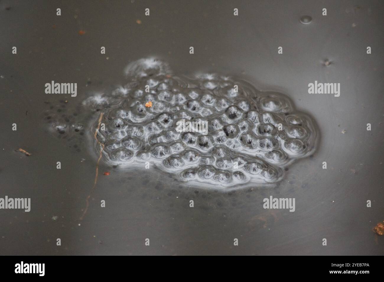Agile frog (Rana dalmatina) eggs, Turin hills, Piedmont, Italy Stock Photo - Alamy