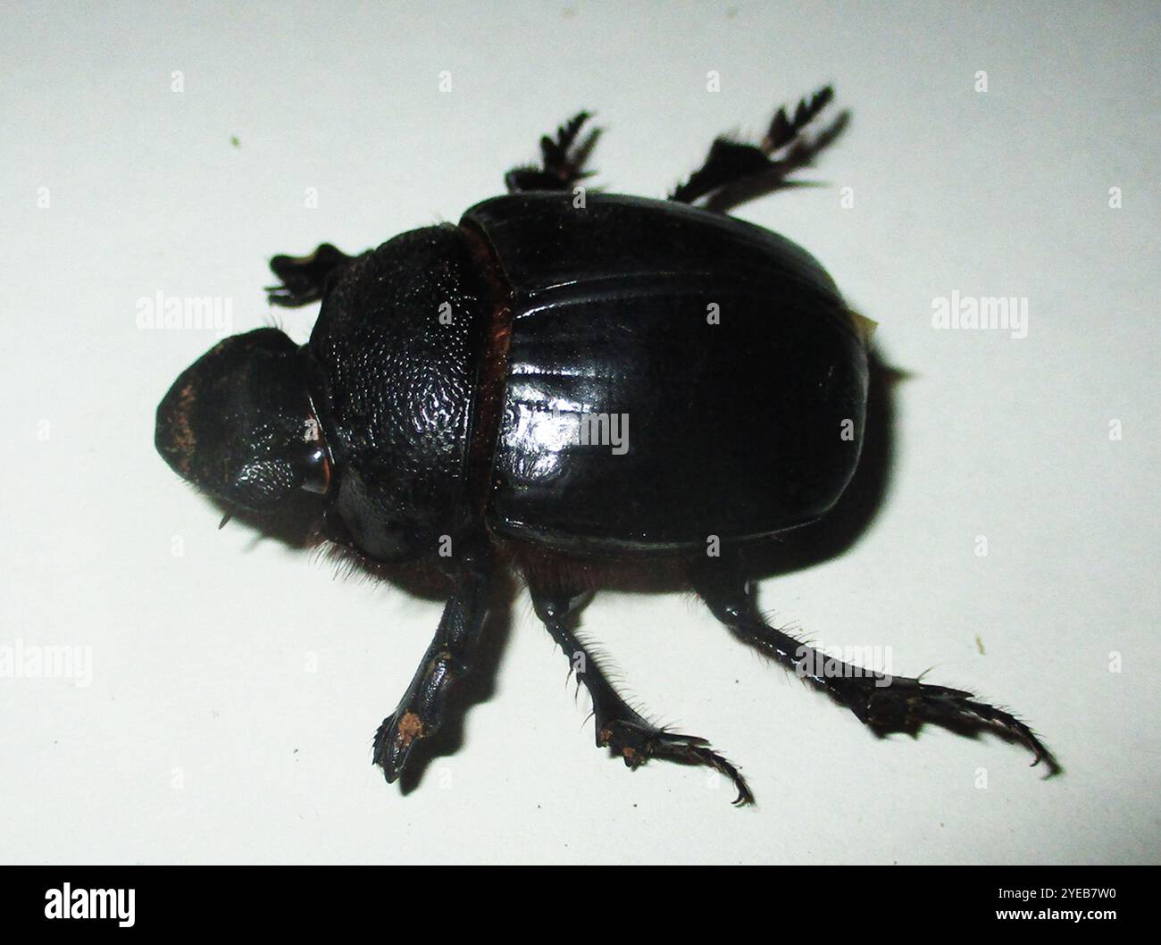 Giant Dung Beetles (Heliocopris Stock Photo - Alamy