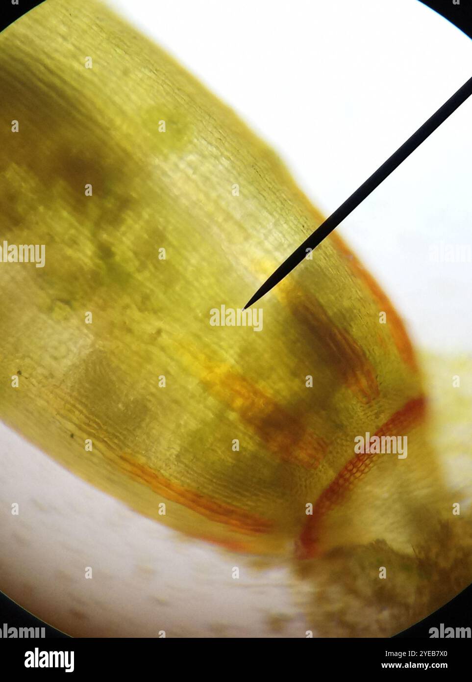 Anomalous bristle moss hi-res stock photography and images - Alamy