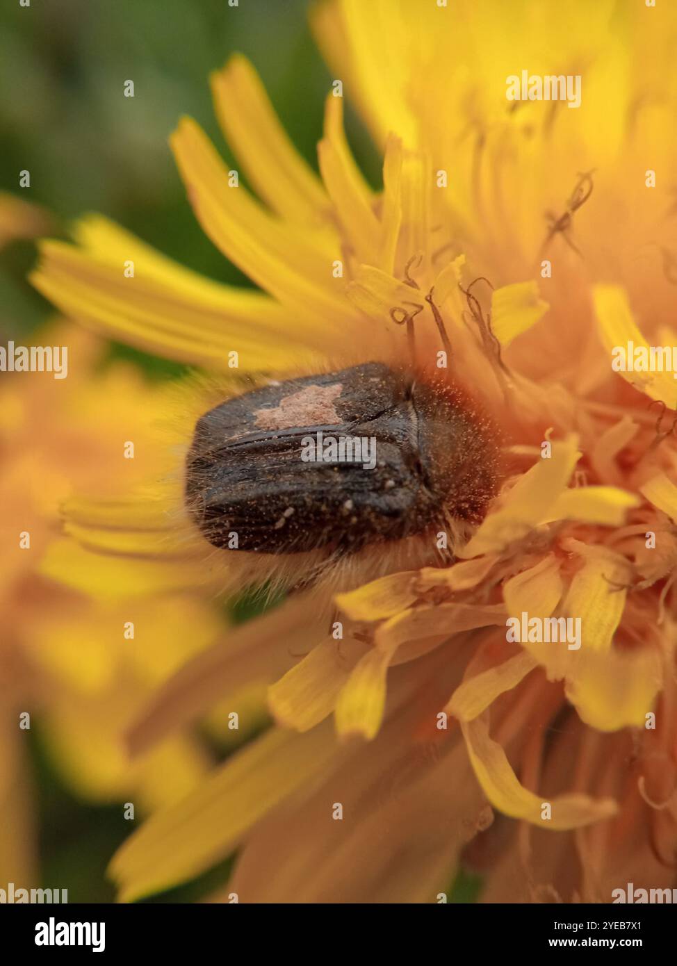 Apple Blossom Beetle (Tropinota hirta Stock Photo - Alamy