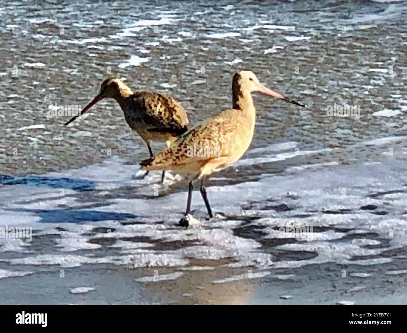Marbled Godwit (Limosa fedoa Stock Photo - Alamy