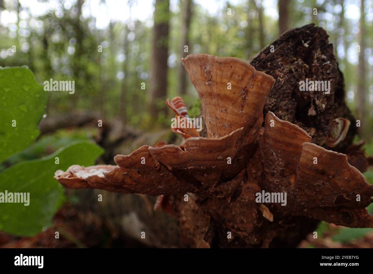 False Turkey-Tail (Stereum ostrea Stock Photo - Alamy