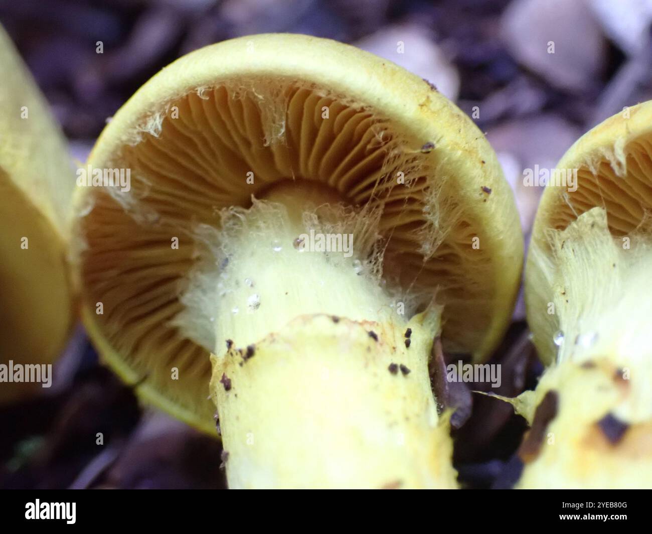 Canarius hi-res stock photography and images - Alamy