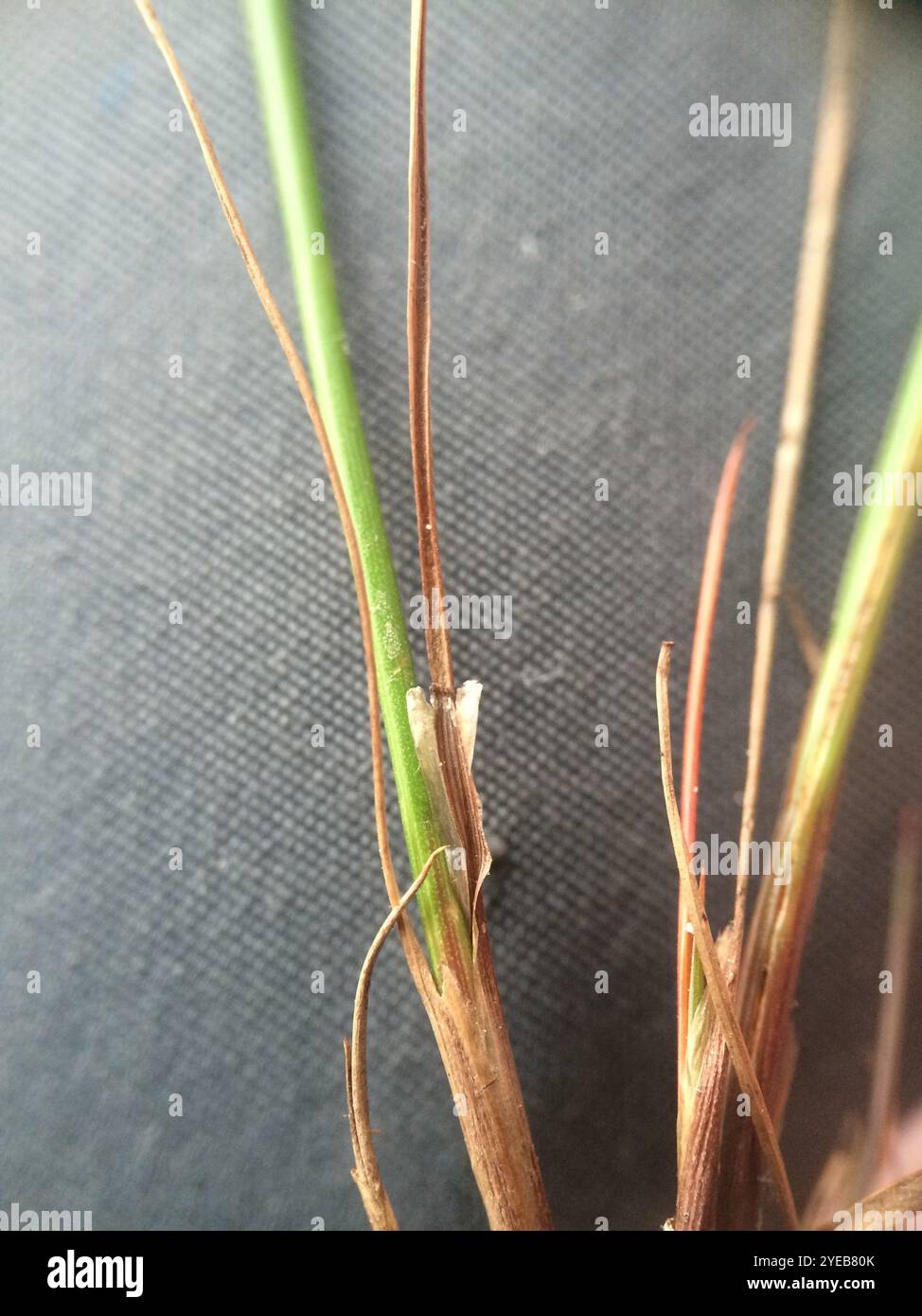Slender Path Rush (Juncus tenuis Stock Photo - Alamy