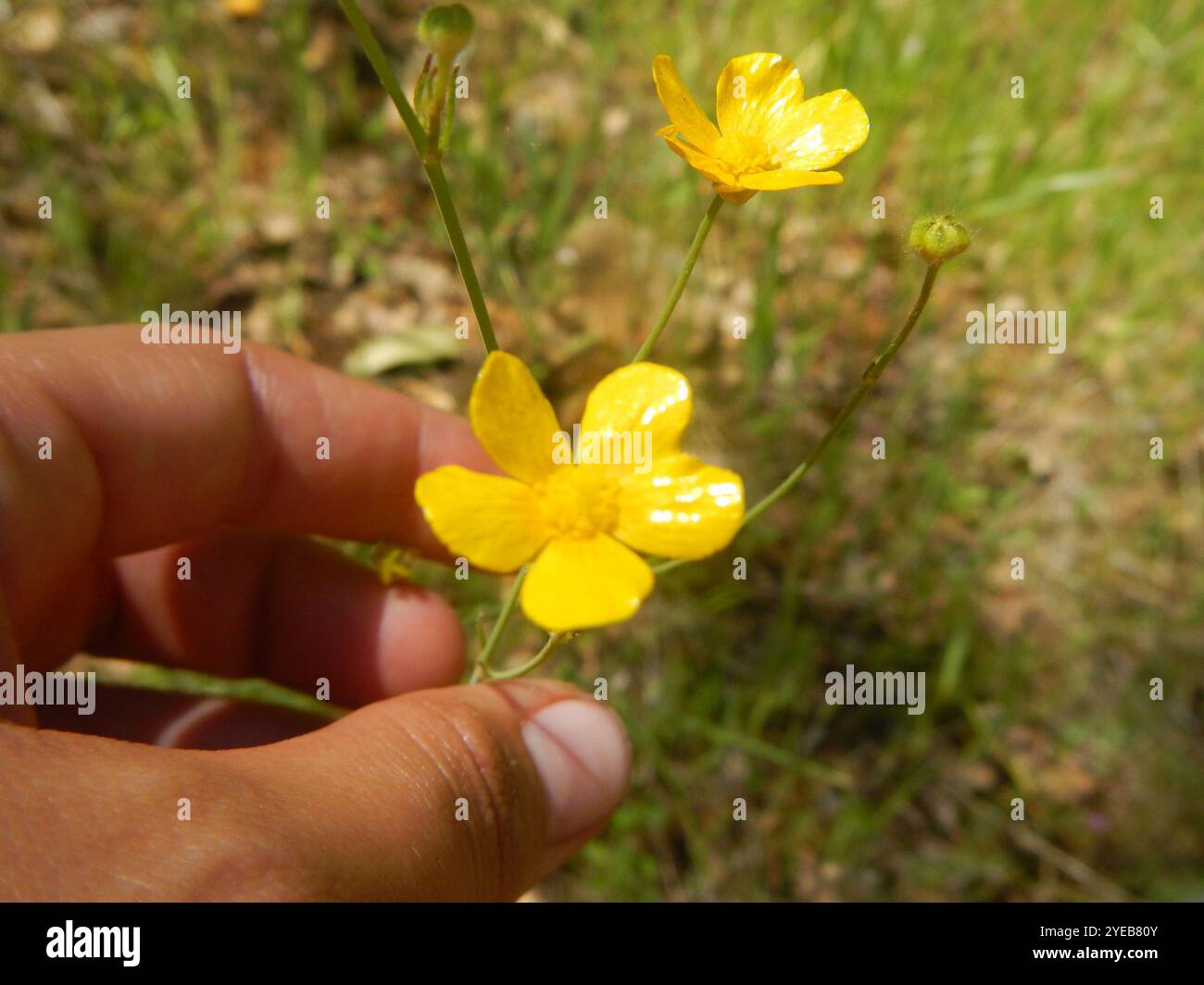 Western Buttercup (Ranunculus occidentalis Stock Photo - Alamy