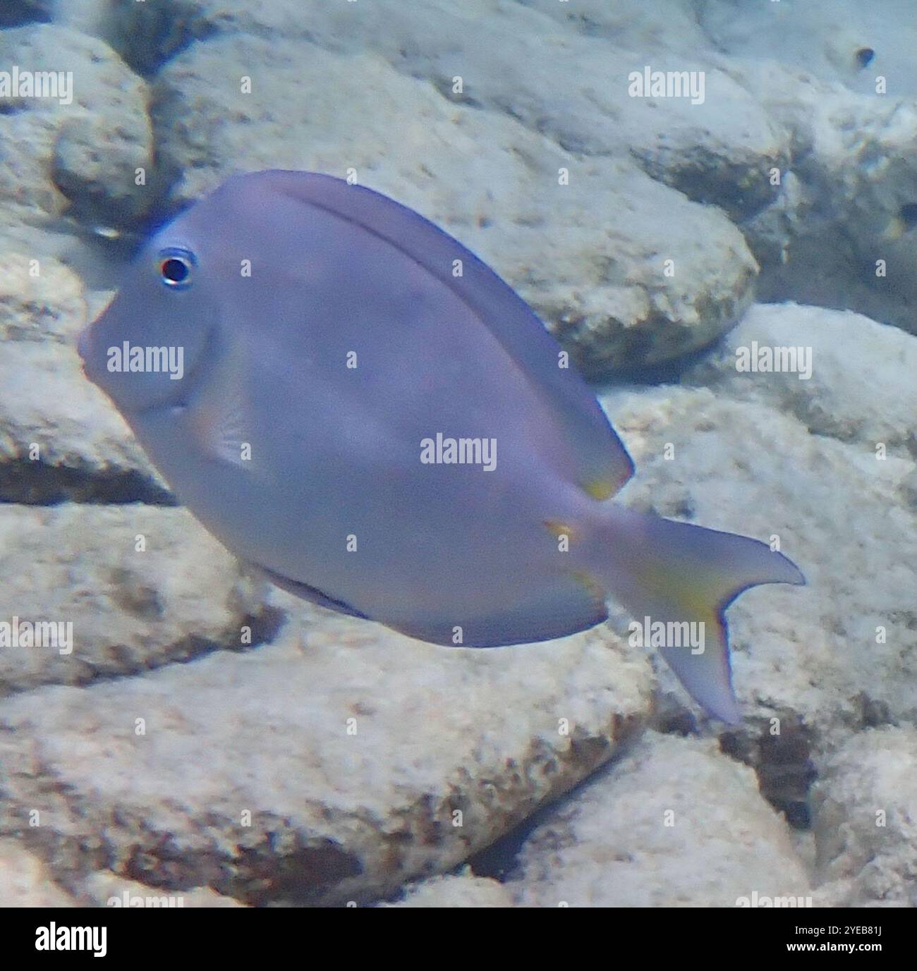 Atlantic Blue Tang (Acanthurus coeruleus Stock Photo - Alamy