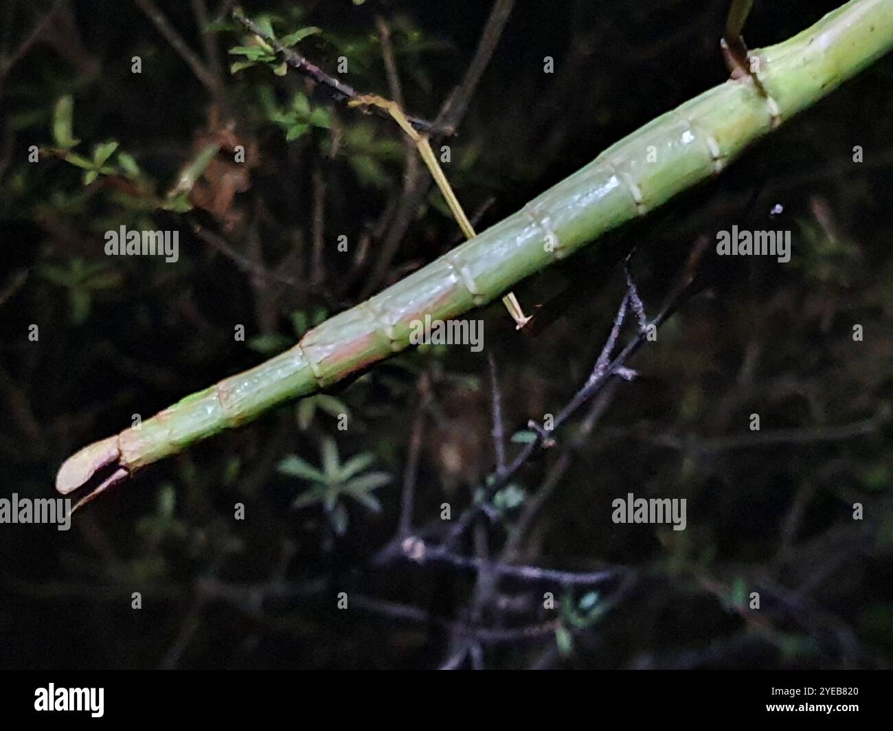 Acanthoxyla inermis hi-res stock photography and images - Alamy