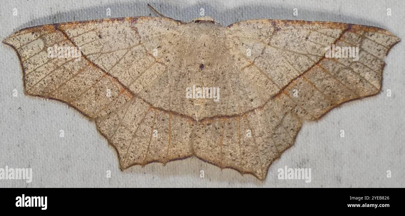 Besma moth hi-res stock photography and images - Alamy