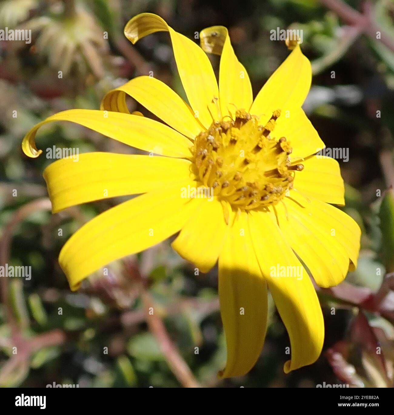 boneseed daisies (Osteospermum Stock Photo - Alamy