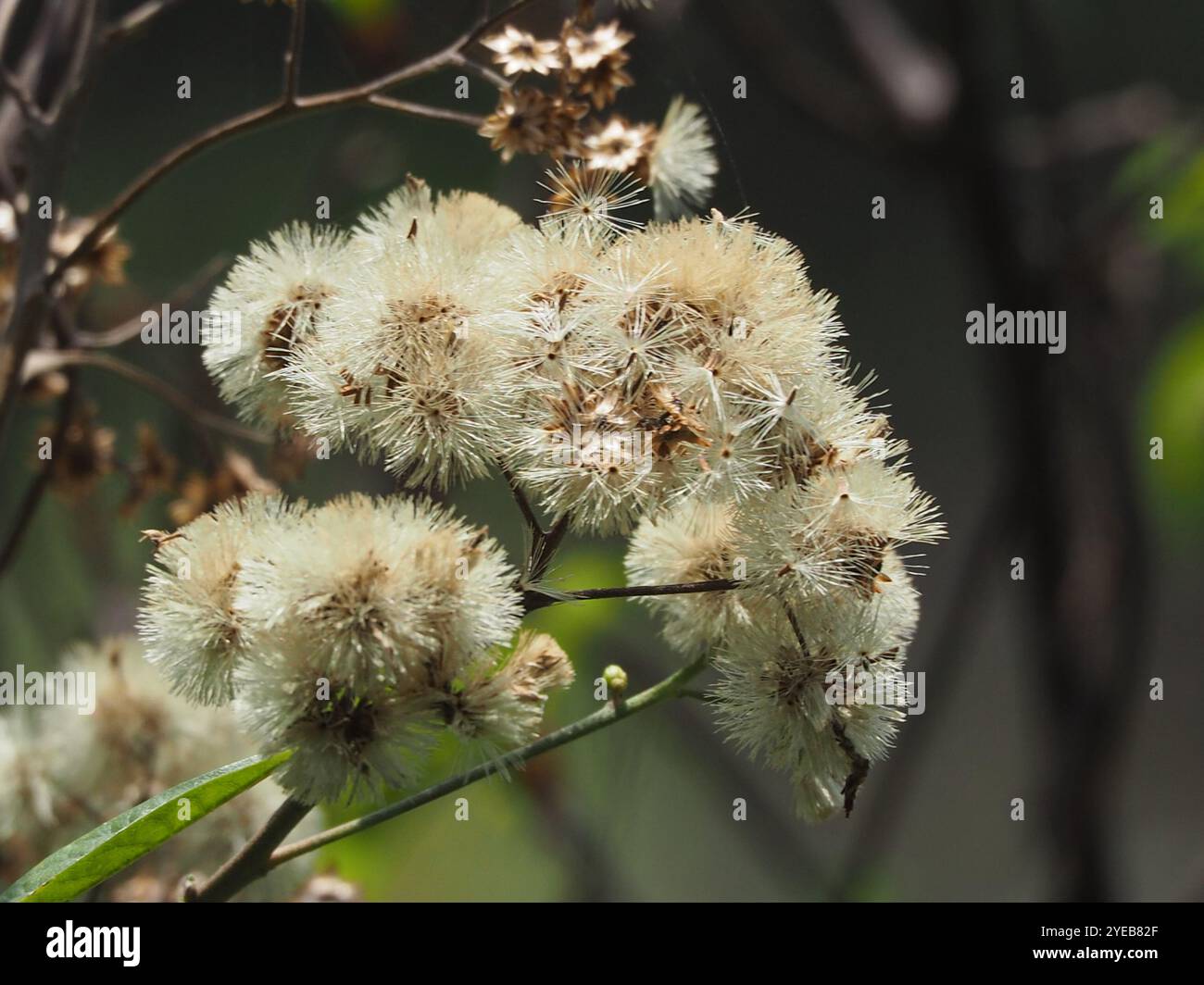 River Bittertea (Gymnanthemum amygdalinum Stock Photo - Alamy