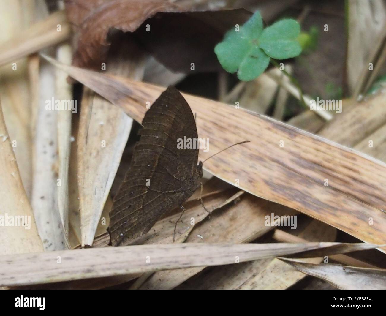 South China Bushbrown (Mycalesis mucianus Stock Photo - Alamy