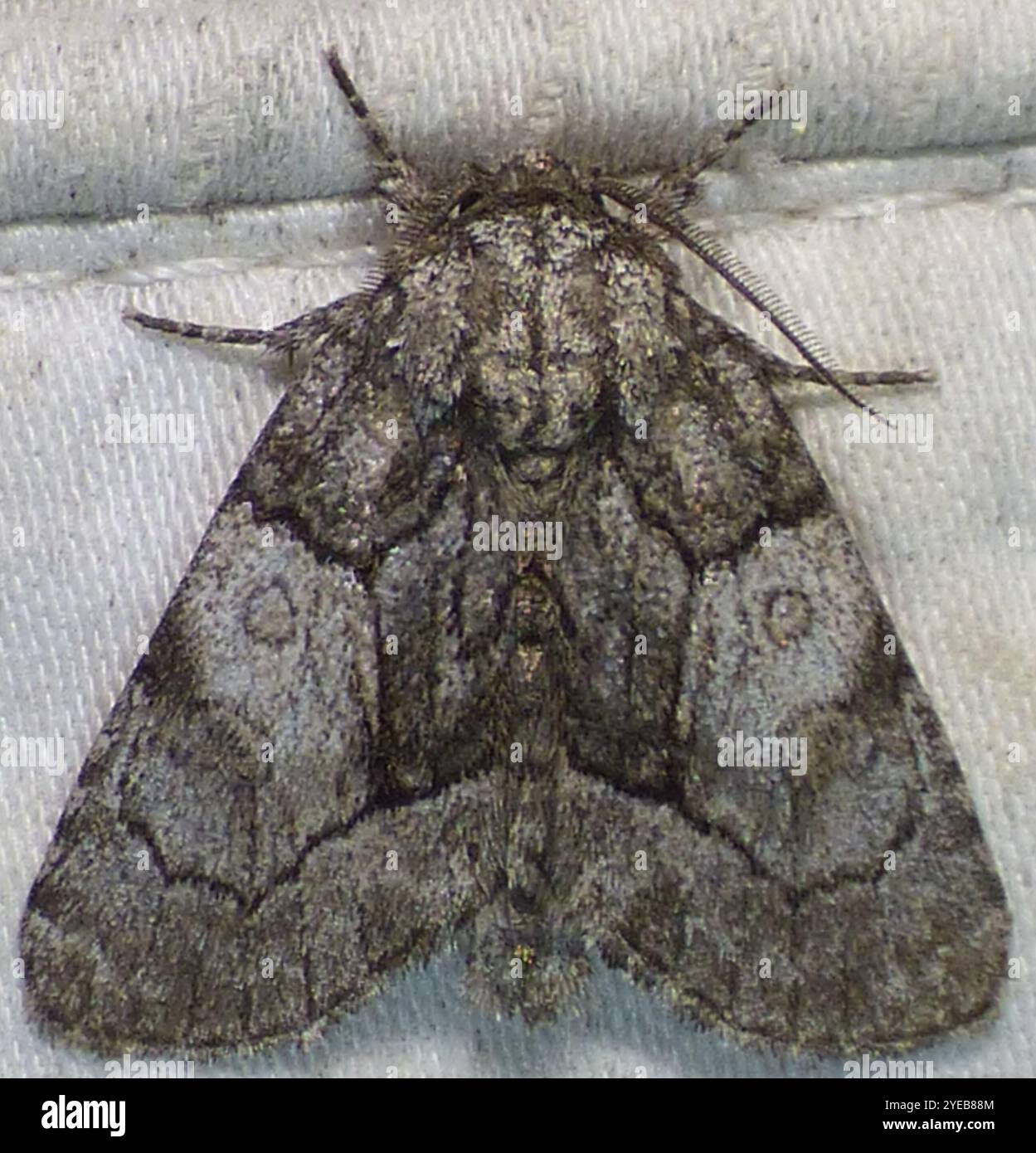 Brother Moth (Raphia frater Stock Photo - Alamy