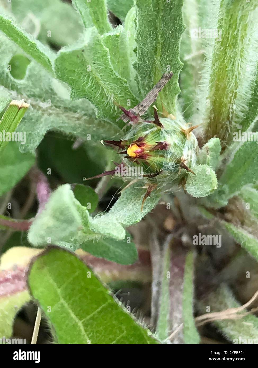 Maltese star-thistle (Centaurea melitensis Stock Photo - Alamy