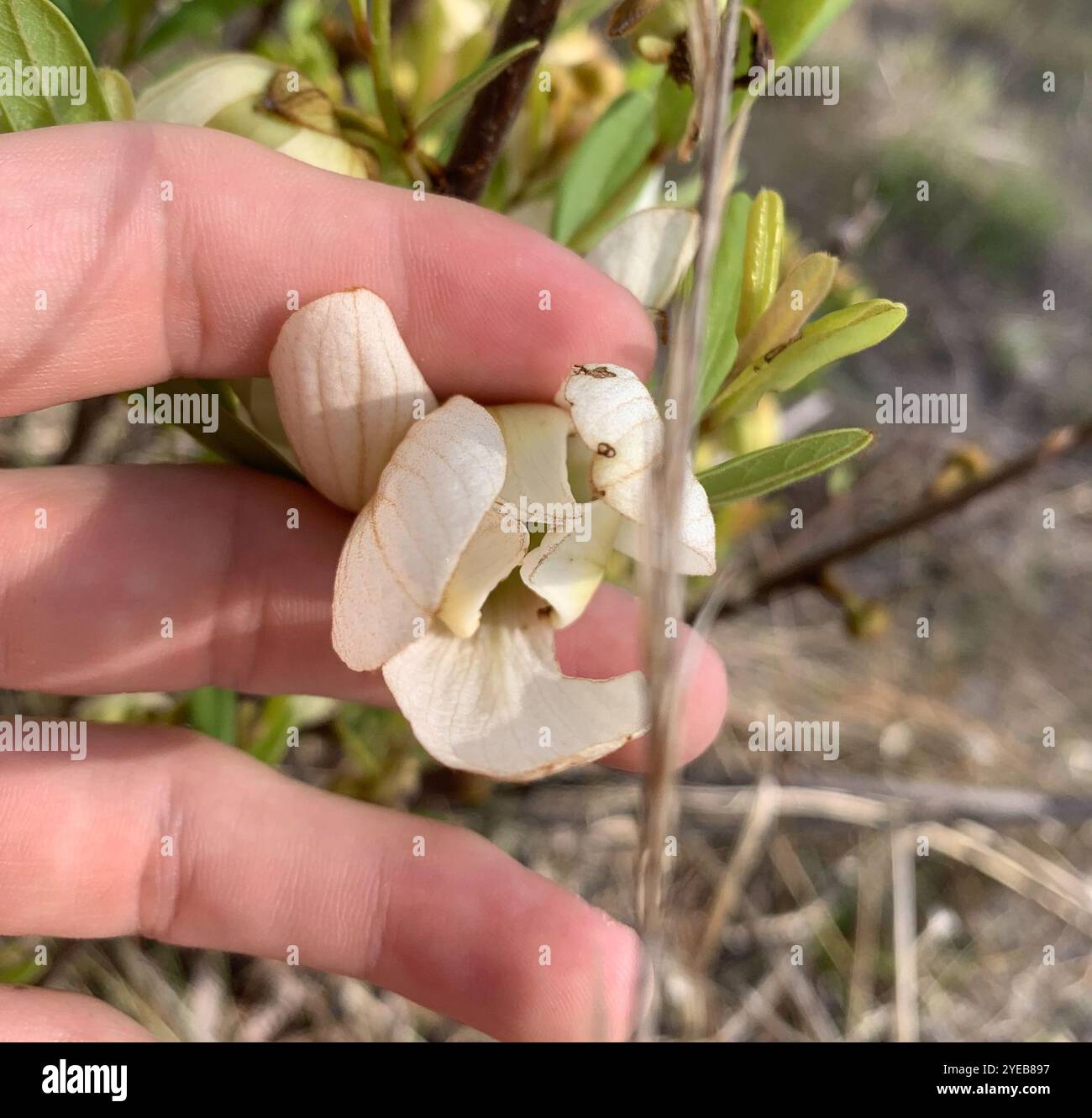 netted pawpaw (Asimina reticulata Stock Photo - Alamy