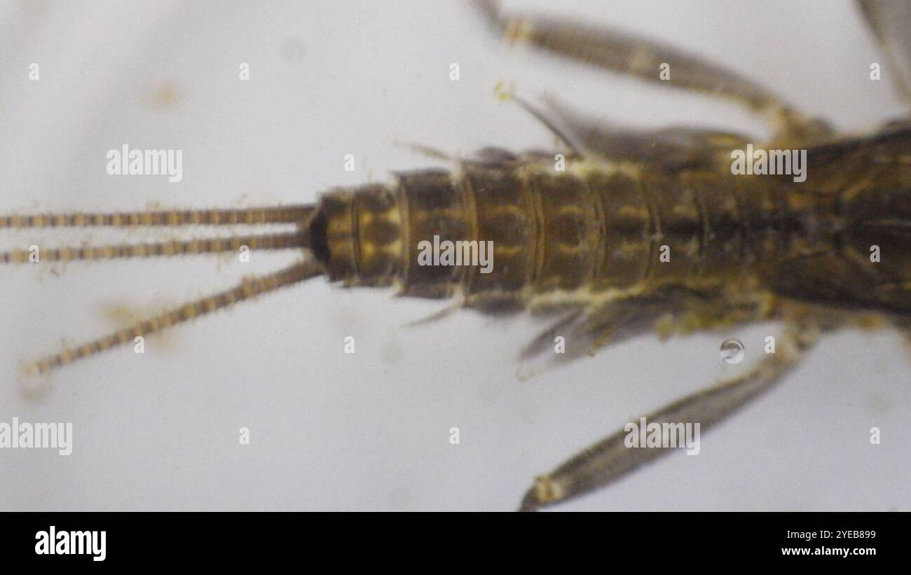 Orange Cahill (Stenacron interpunctatum Stock Photo - Alamy