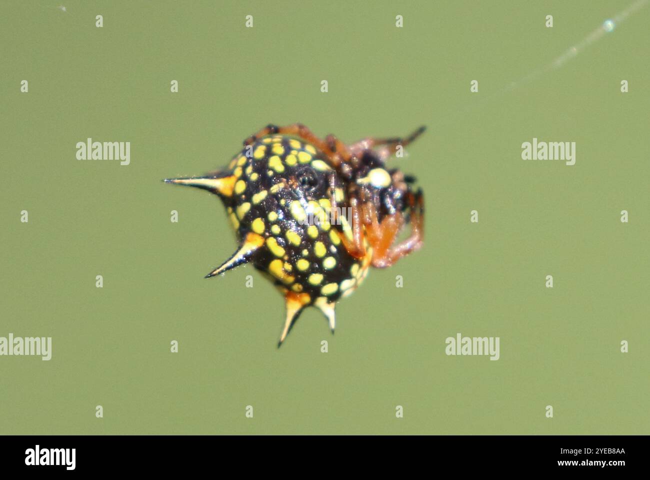 Christmas Jewel Spider (Austracantha minax Stock Photo - Alamy