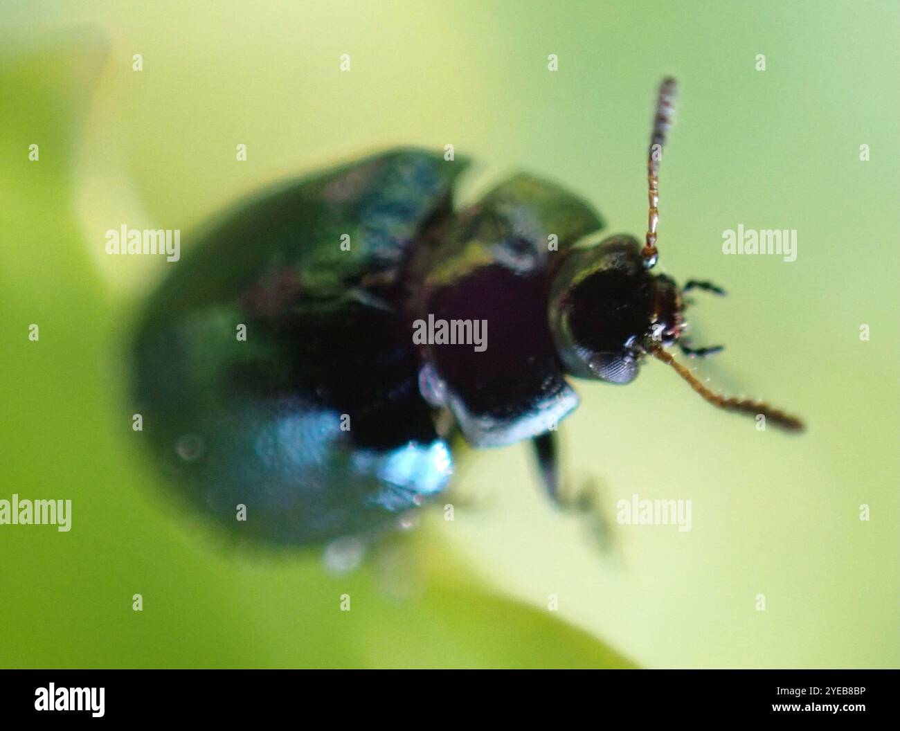 Willow Leaf Beetle (Plagiodera versicolora Stock Photo - Alamy
