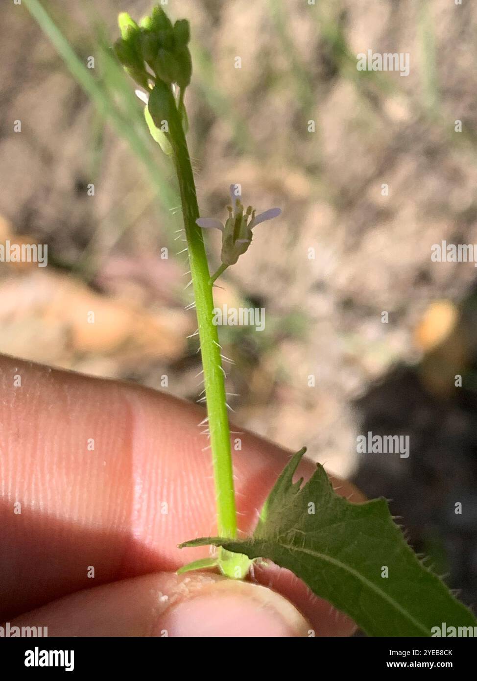 California mustard (Caulanthus lasiophyllus Stock Photo - Alamy