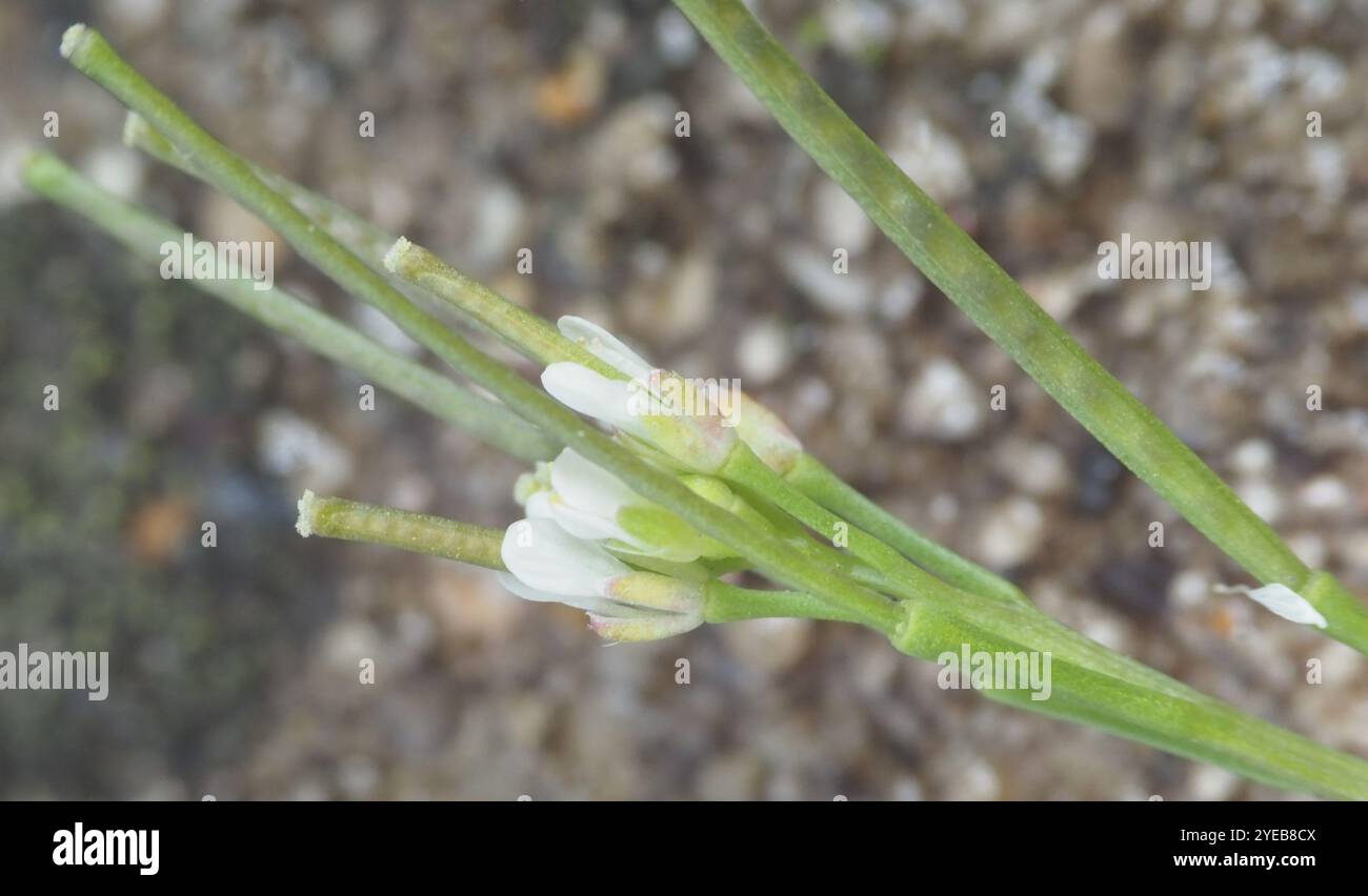 hairy bittercress (Cardamine hirsuta Stock Photo - Alamy