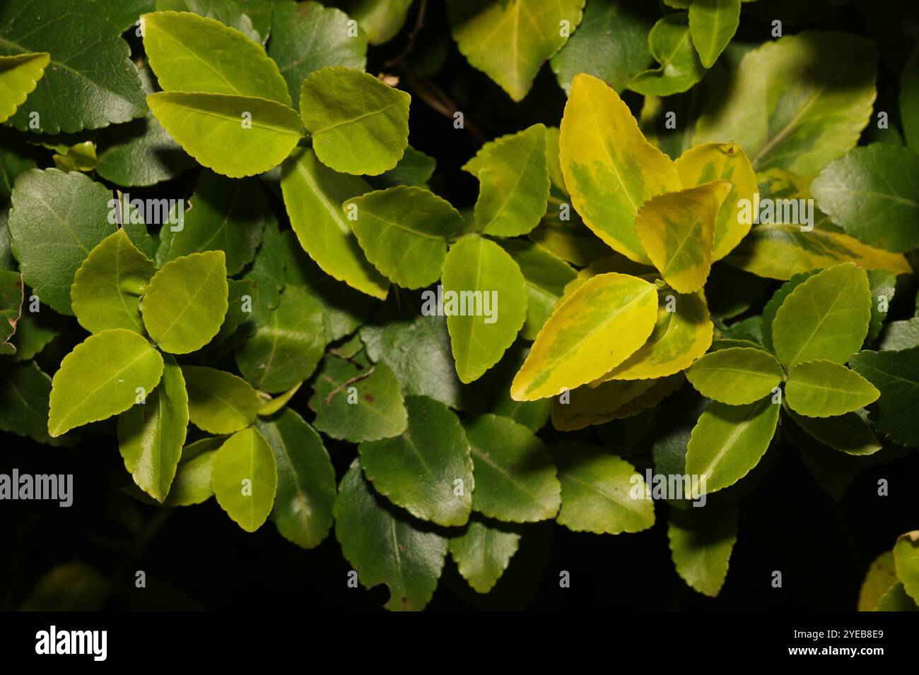 Japanese spindle tree (Euonymus japonicus Stock Photo - Alamy