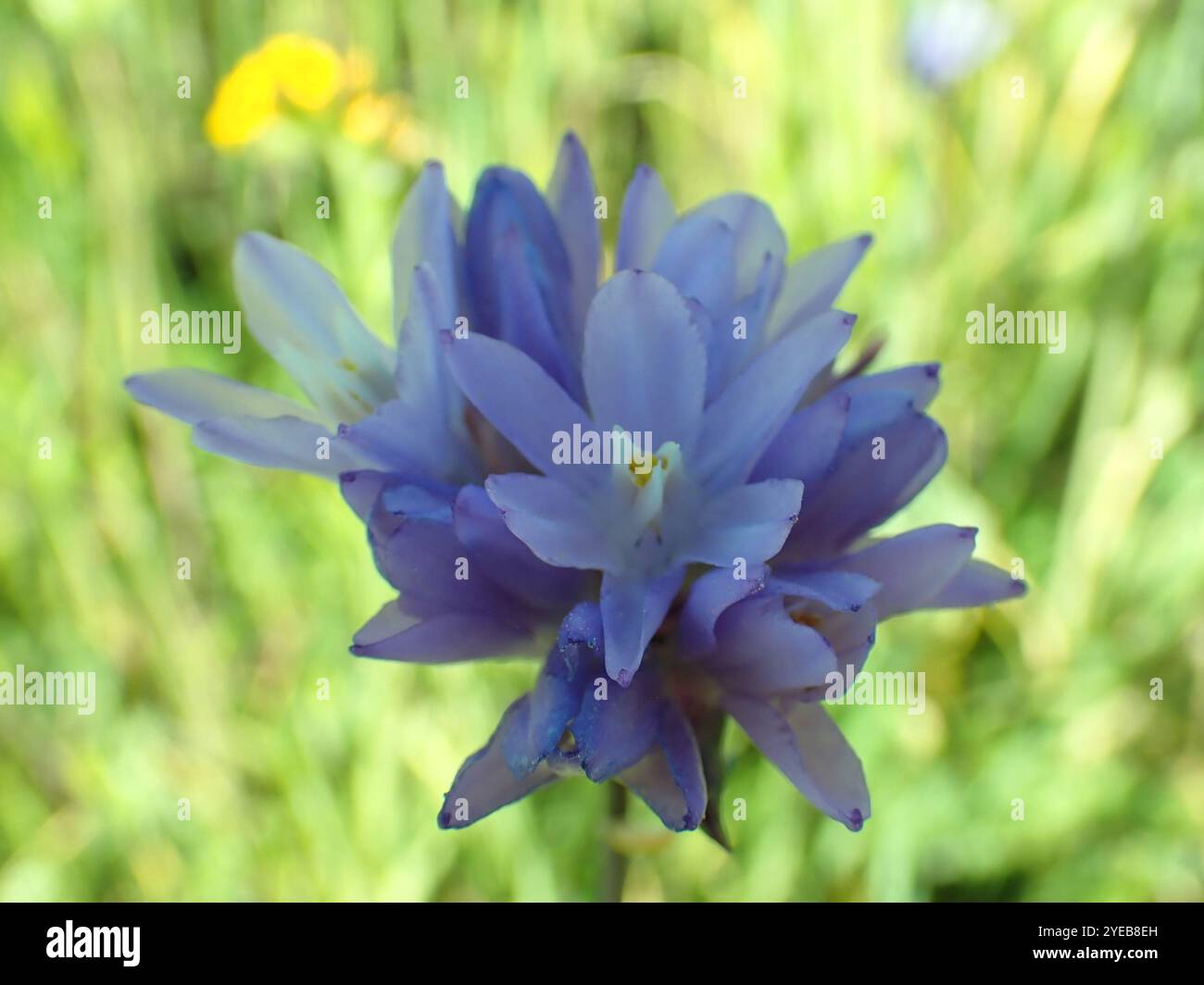Blue Dicks (Dipterostemon capitatus Stock Photo - Alamy