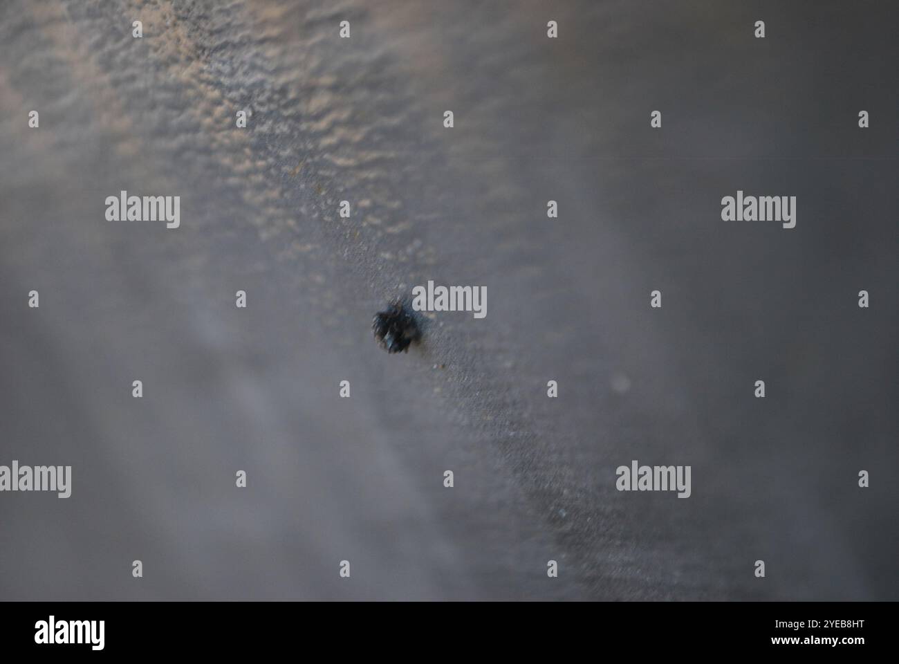 Cucujiform Beetles (Cucujiformia Stock Photo - Alamy