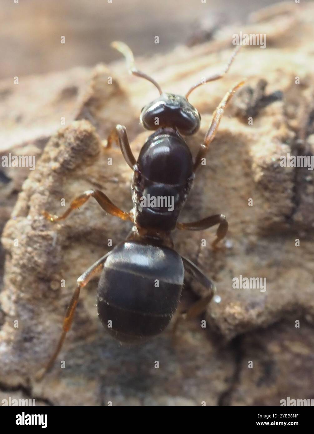 Fuzzy ant hi-res stock photography and images - Alamy