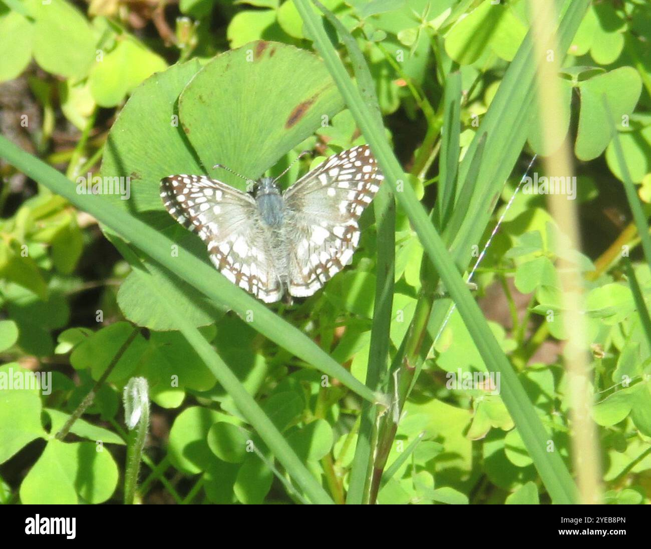 Orcus Checkered-Skipper (Burnsius orcus Stock Photo - Alamy