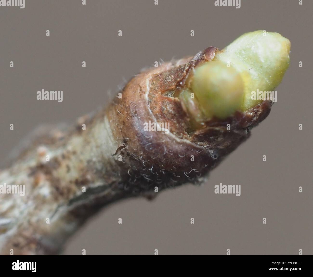 Thornless locust hi-res stock photography and images - Alamy