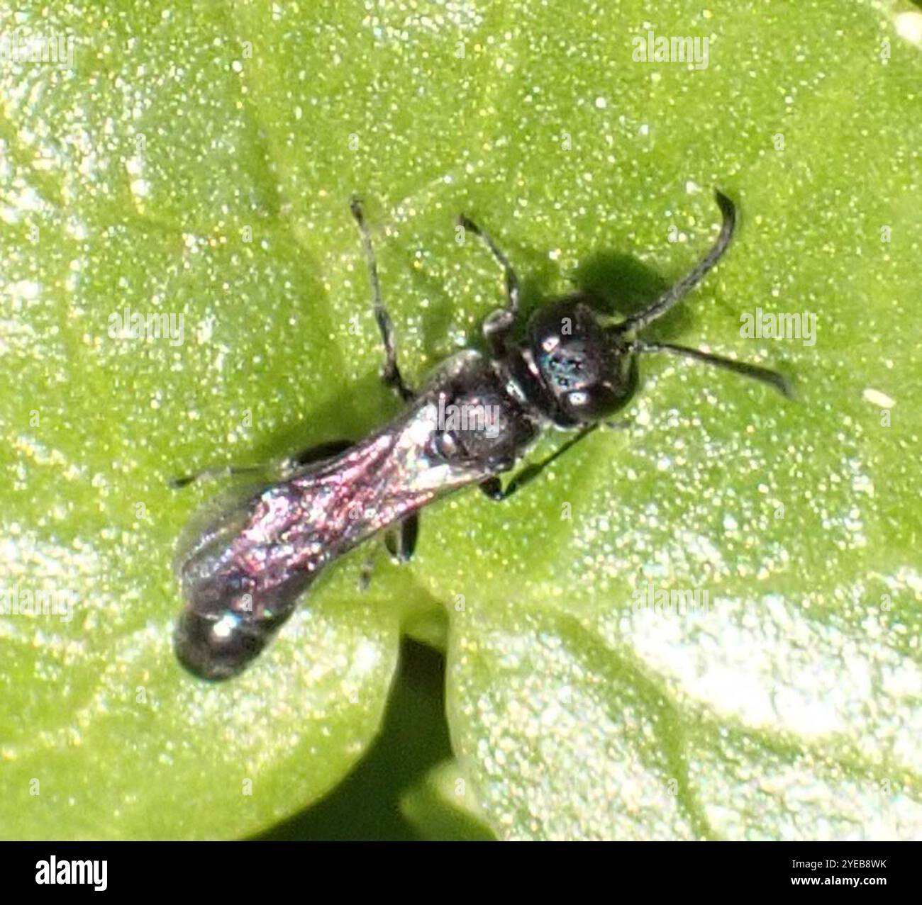 Trypoxylon hi-res stock photography and images - Alamy