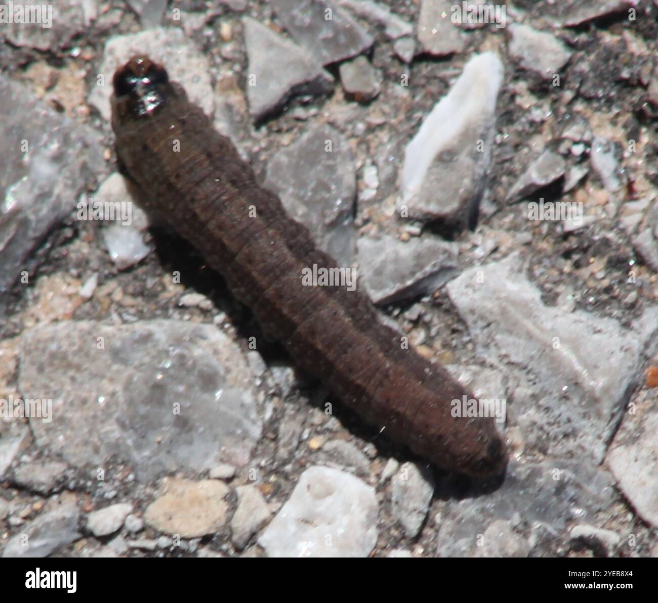 Cutworms and Dart Moths (Noctuinae Stock Photo - Alamy