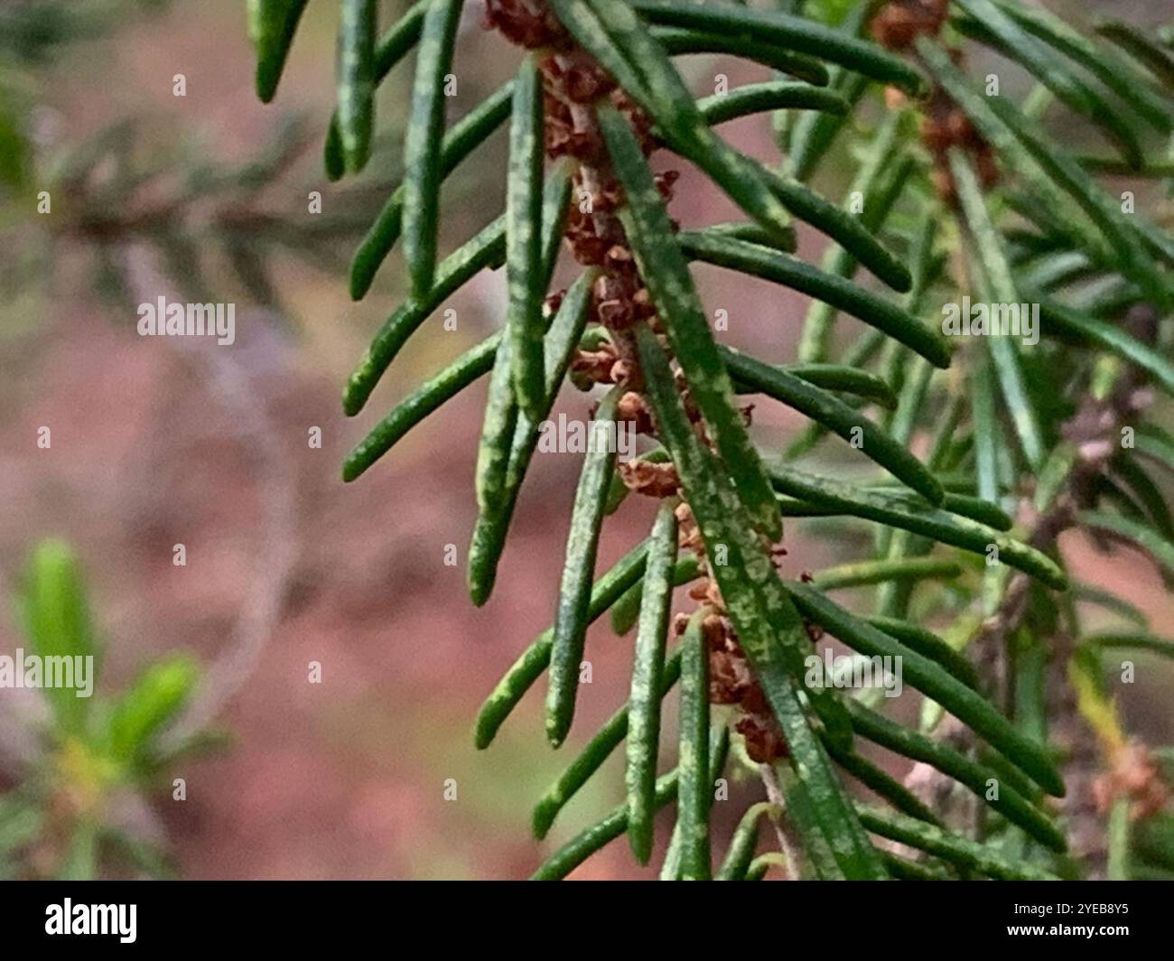 Ceratiola hi-res stock photography and images - Alamy