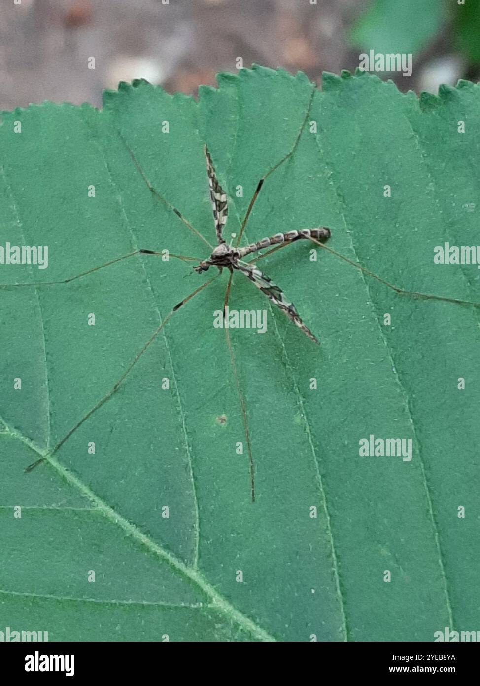 Band-winged Crane Fly (Epiphragma fasciapenne Stock Photo - Alamy