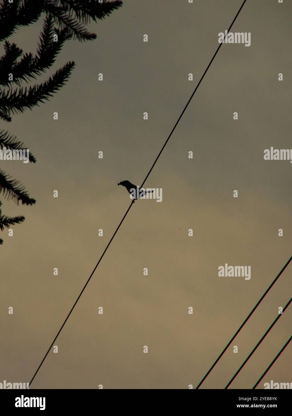 Bull headed shrike lanius hi-res stock photography and images - Alamy