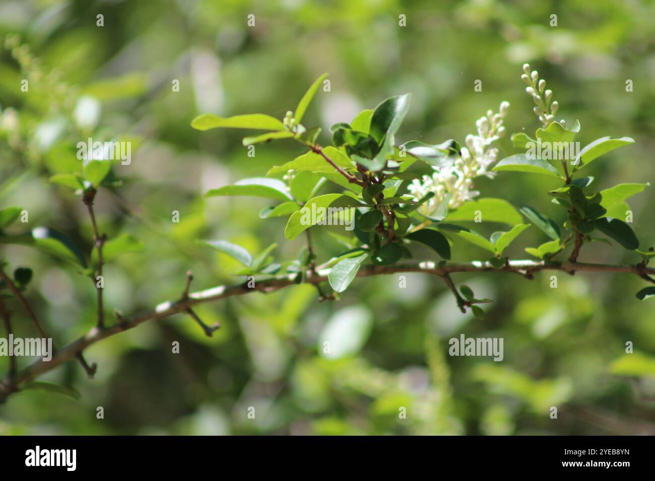 Chinese privet (Ligustrum sinense Stock Photo - Alamy