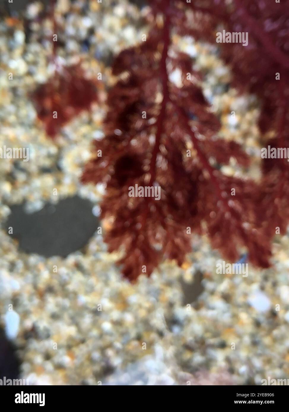 Sea Comb (Plocamium cartilagineum Stock Photo - Alamy
