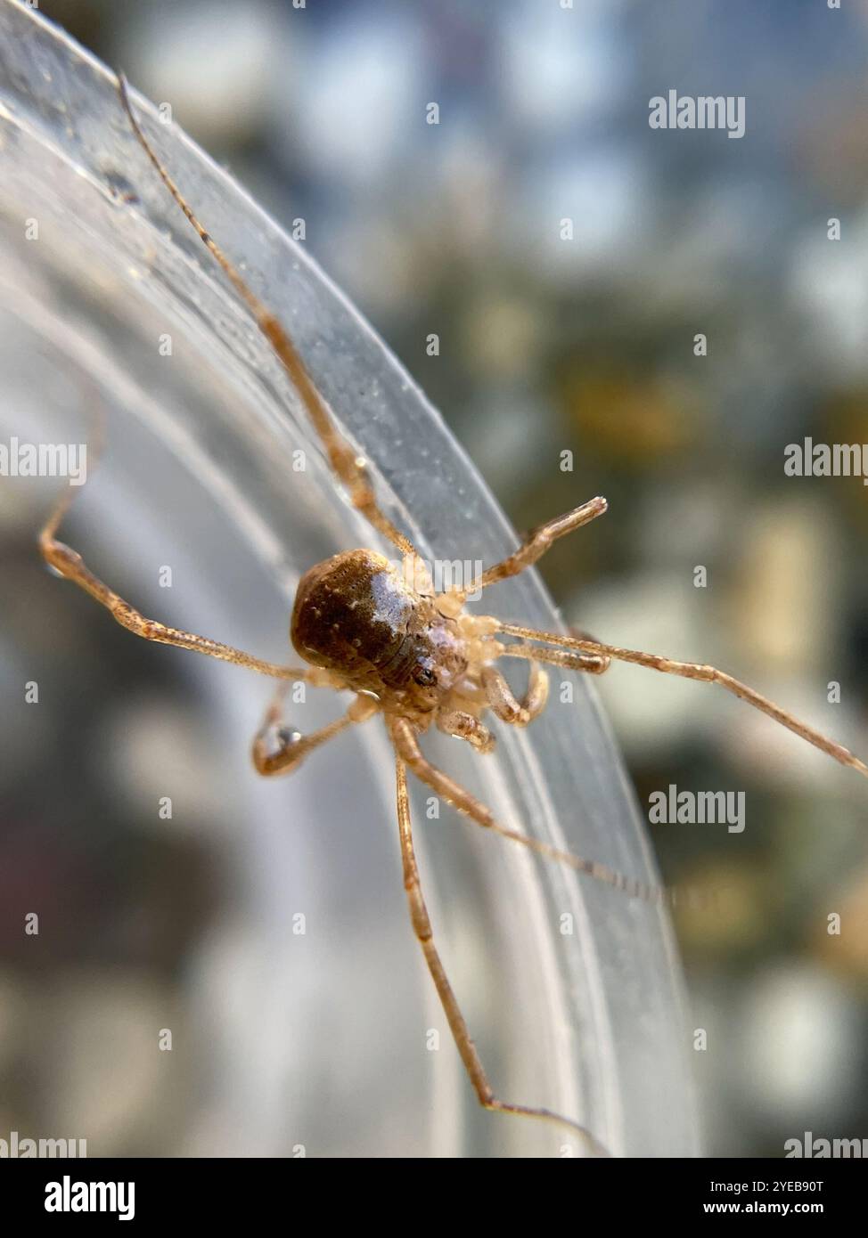 Protolophus hi-res stock photography and images - Alamy