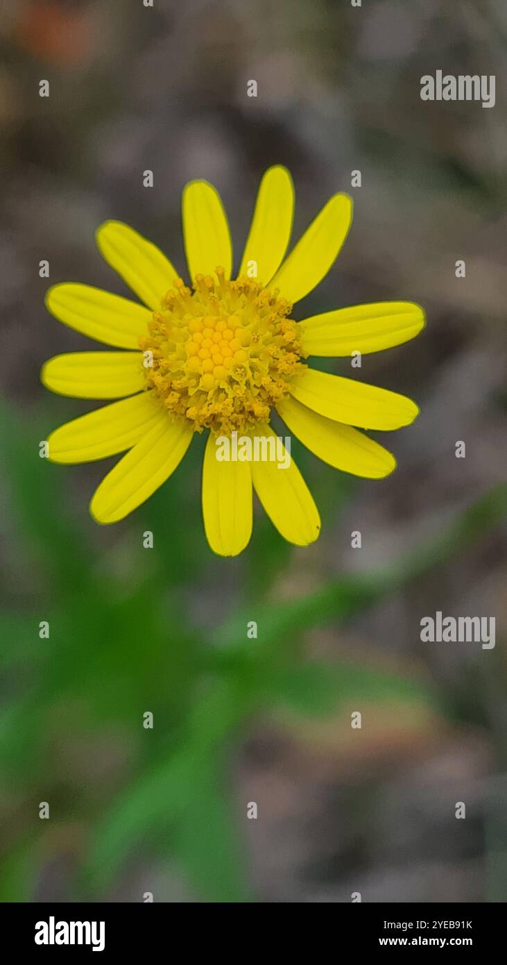 Madagascar Ragwort (Senecio madagascariensis Stock Photo - Alamy