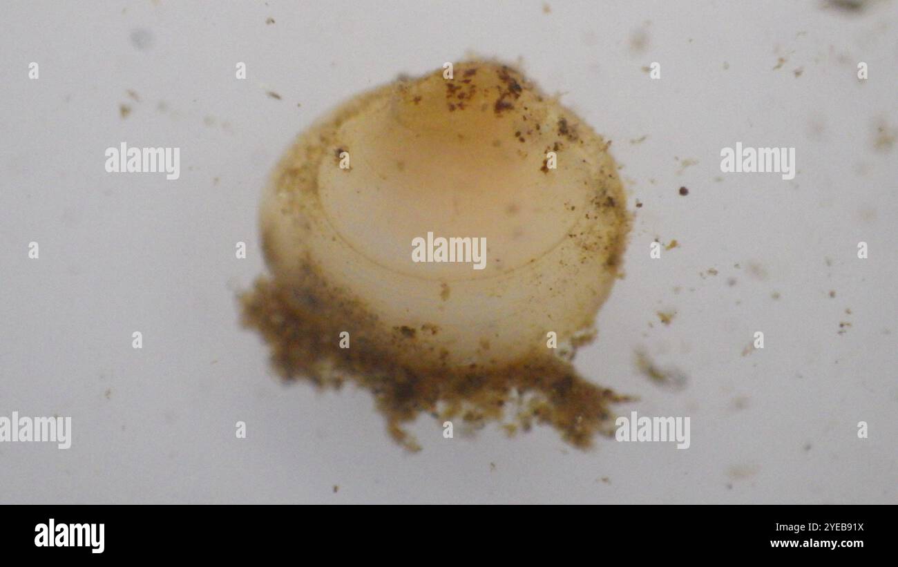 Pea Clams (Sphaeriidae Stock Photo - Alamy