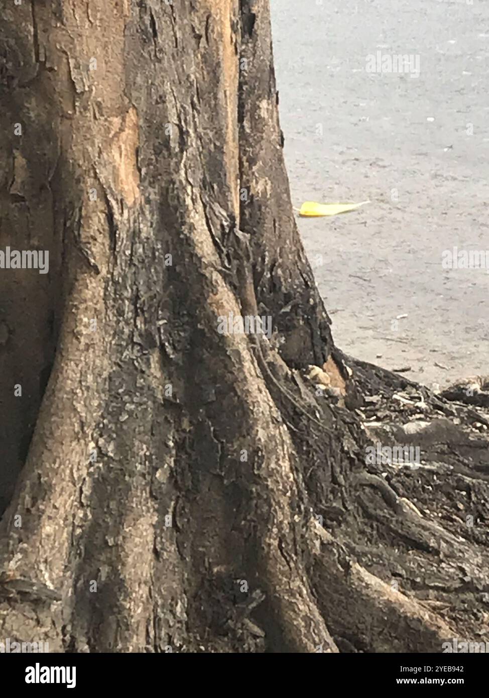 Myanmar Blue Crested Lizard (Calotes mystaceus Stock Photo - Alamy