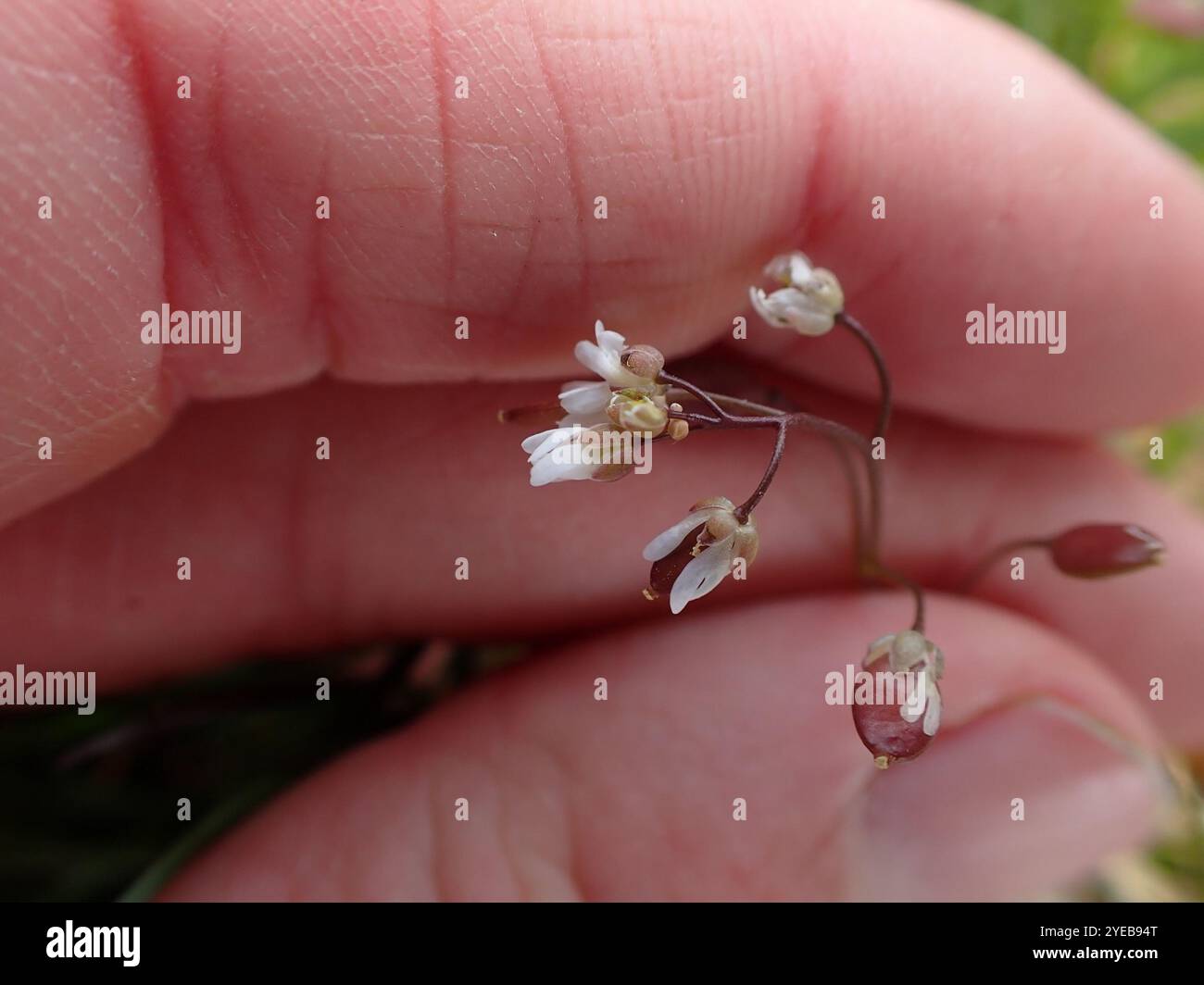 Common Whitlowgrass (Draba verna Stock Photo - Alamy