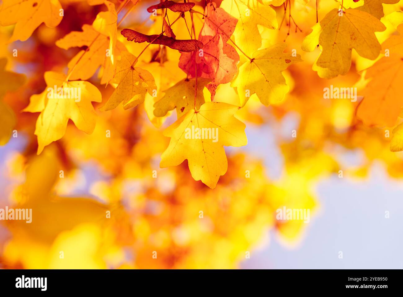 Experience the Stunning Autumn Leaves with Vibrant Shades of Yellow and ...
