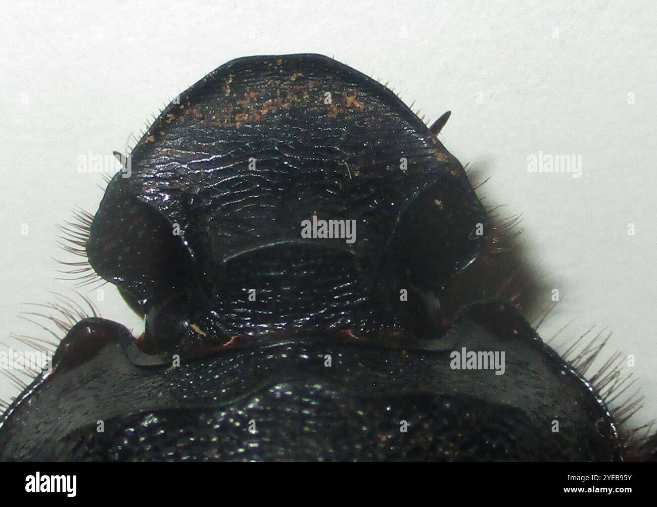 Giant Dung Beetles (Heliocopris Stock Photo - Alamy