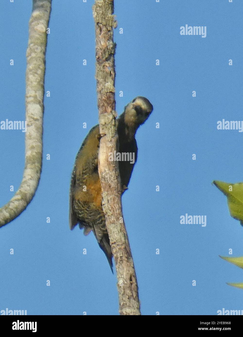 Jamaican Woodpecker (Melanerpes radiolatus Stock Photo - Alamy