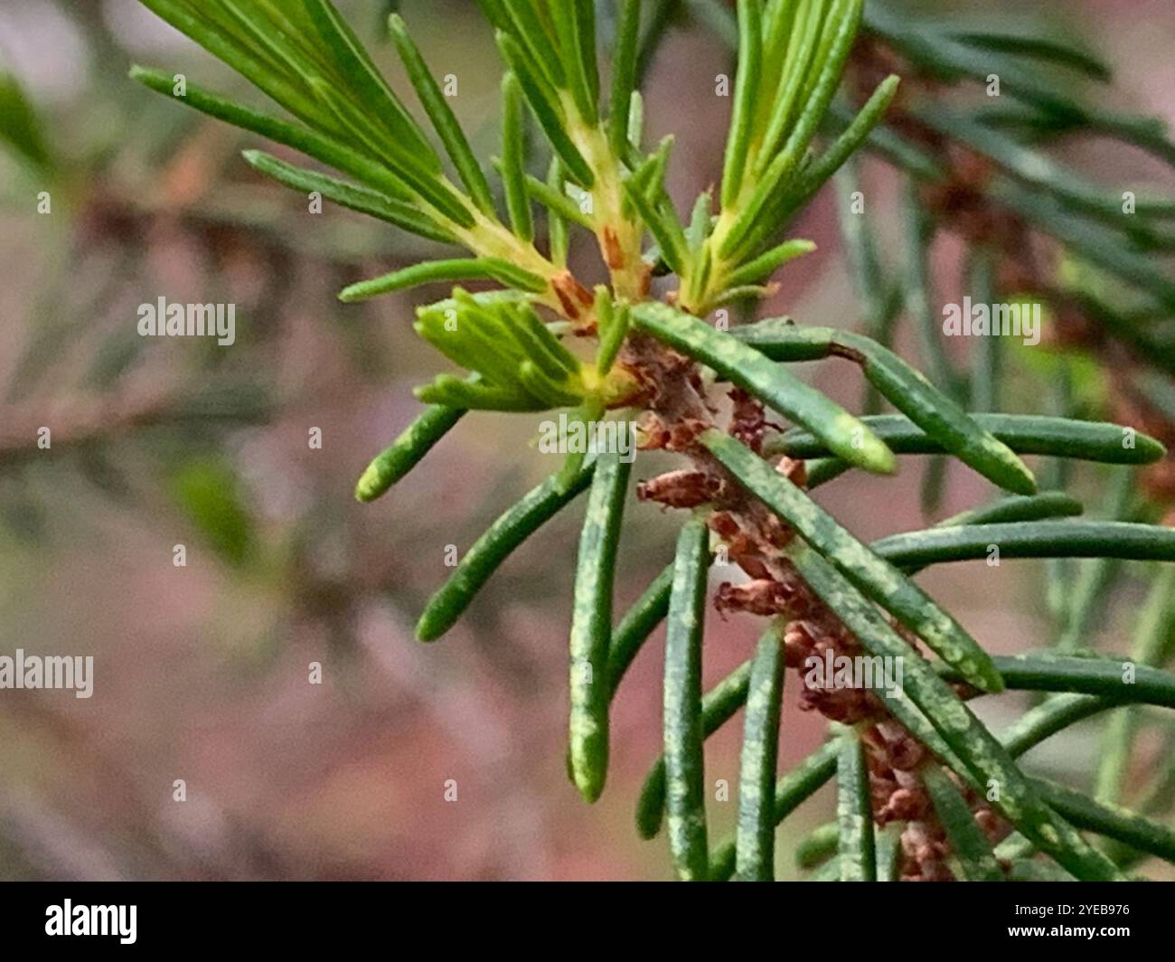 Ceratiola hi-res stock photography and images - Alamy
