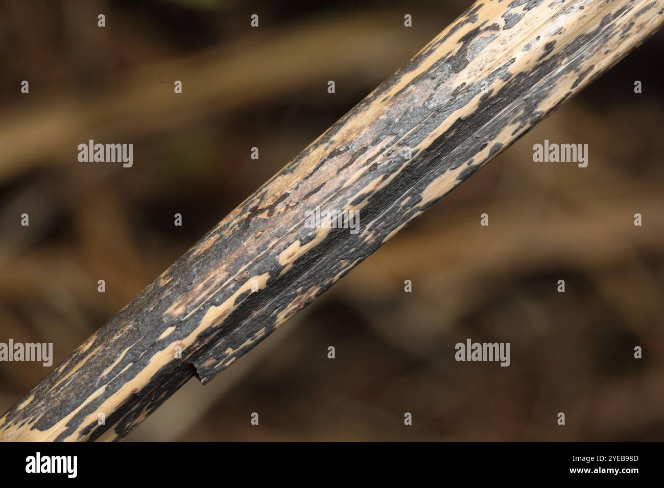 Bracken Map (Rhopographus filicinus Stock Photo - Alamy