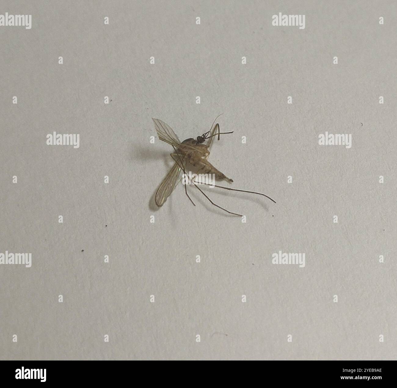 Common house mosquito (Culex pipiens Stock Photo - Alamy
