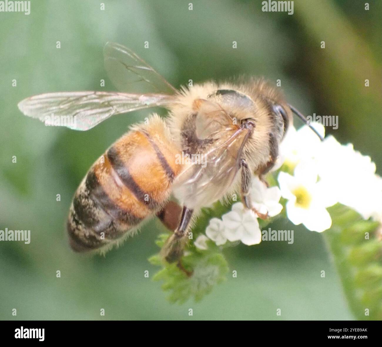 Western Honey Bee (Apis mellifera Stock Photo - Alamy
