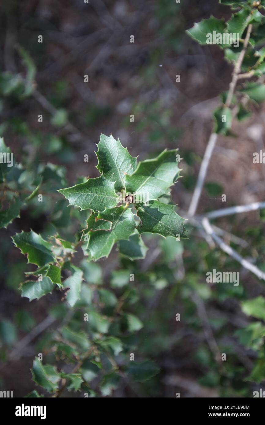 Kermes oak (Quercus coccifera Stock Photo - Alamy